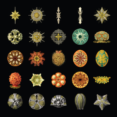 Pausal - Forms - Boomkat