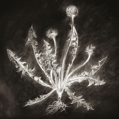 SCOTT TUMA - Dandelion (Expanded CD Edition) - Boomkat