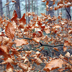 Pausal - Pausal EP - Boomkat